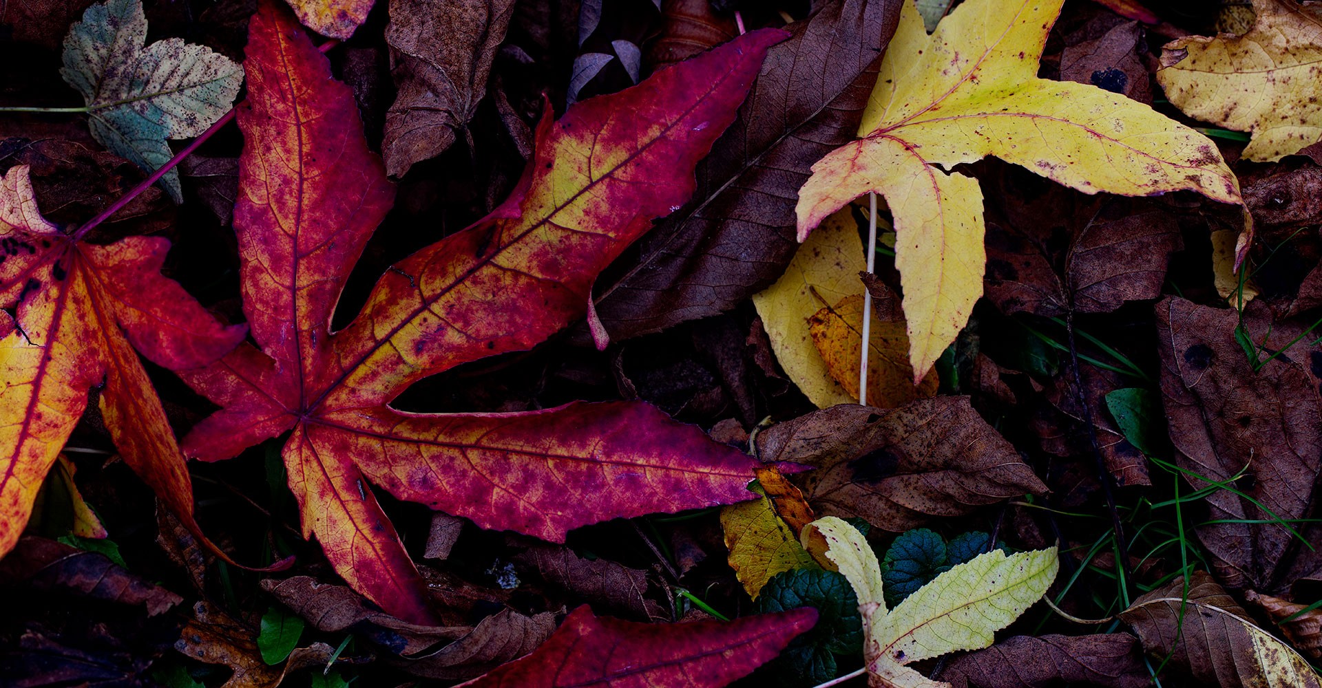 What to consider when taking macro photos - Canon Academy